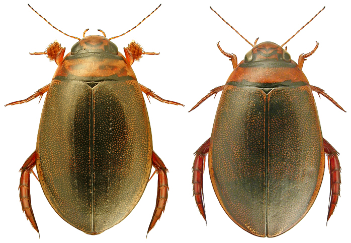 Graphoderus bilineatus | UK Beetle Recording